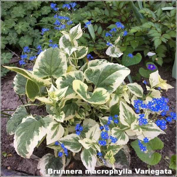 Brunnera Variegata G-9