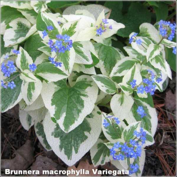 Brunnera Variegata G-9