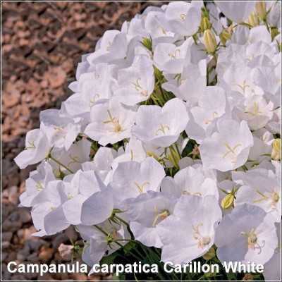 Plante şi flori - Plant-Shop