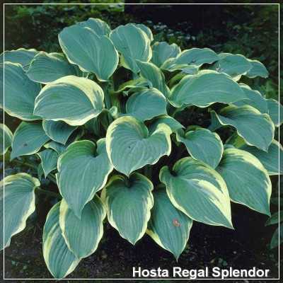 Plante perene, condimente, fuchsia, graminee, suculente.