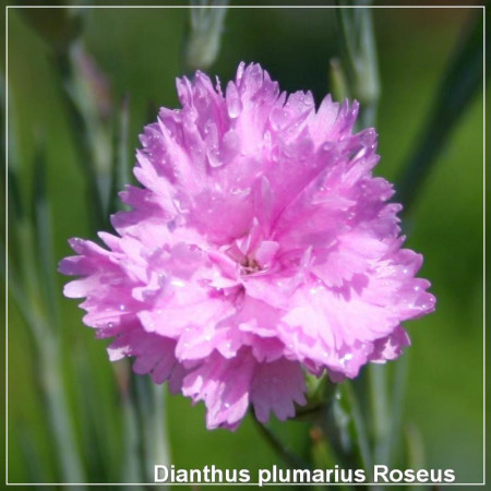 Plante perene, condimente, fuchsia, graminee, suculente.