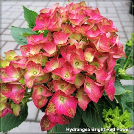Hydrangea - Hortenzii