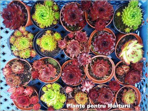 Plante perene, condimente, fuchsia, graminee, suculente.
