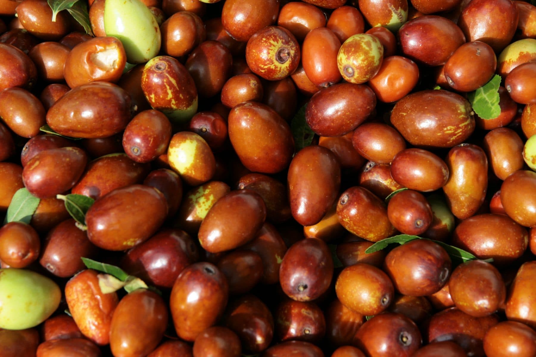 Festa delle Giuggiole ad Arquà Petrarca | Thermae Abano Montegrotto