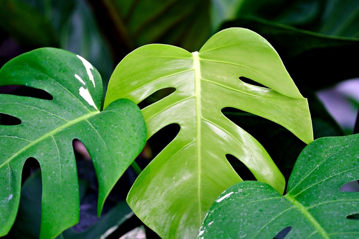 Come coltivare la Monstera deliciosa in casa