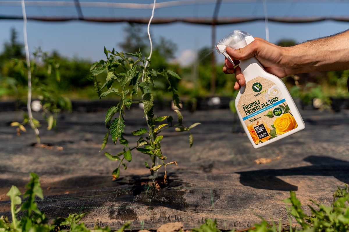 Come eliminare la Ruggine dalle piante in modo biologico