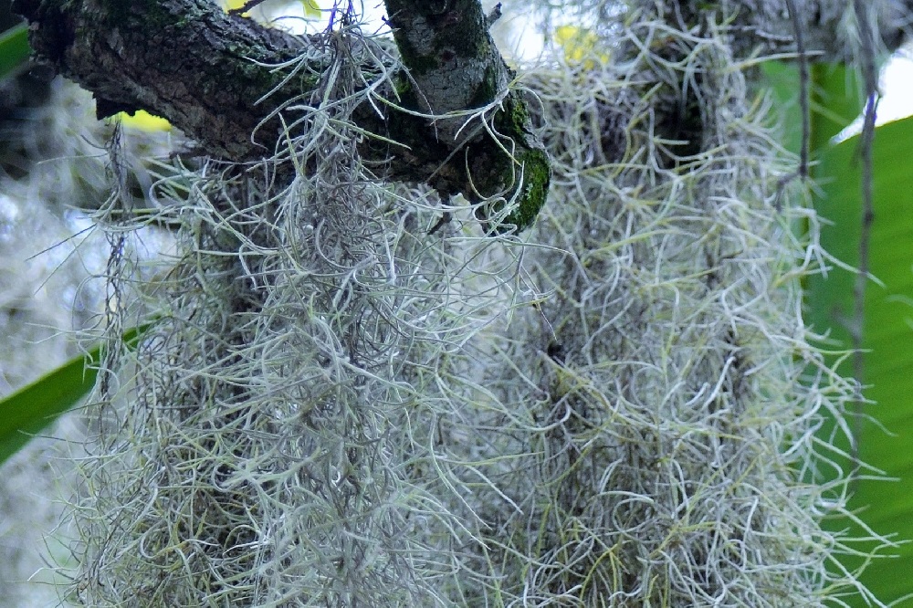 Come coltivare le Tillandsie in casa: piante senza terra