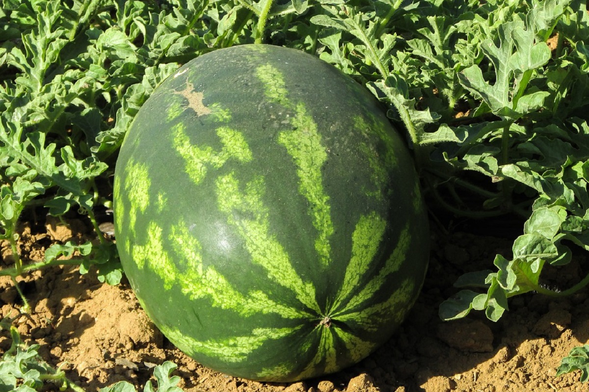 Come coltivare le Angurie nell'orto: semine primaverili