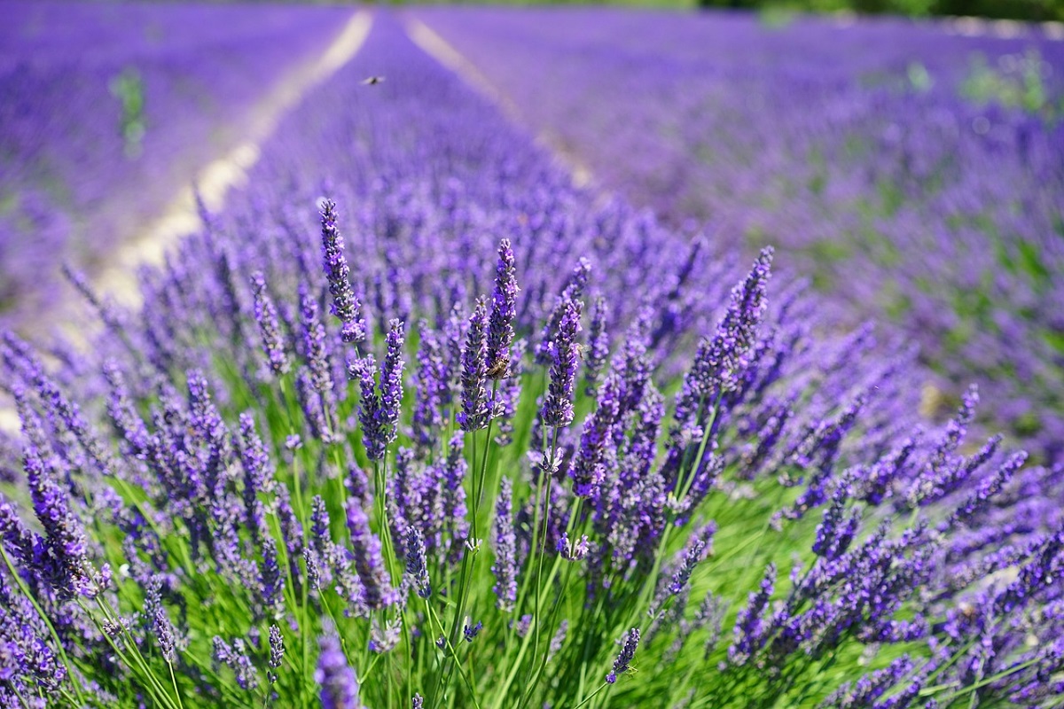 Come coltivare la Lavanda in giardino - Magazine Verdevivo
