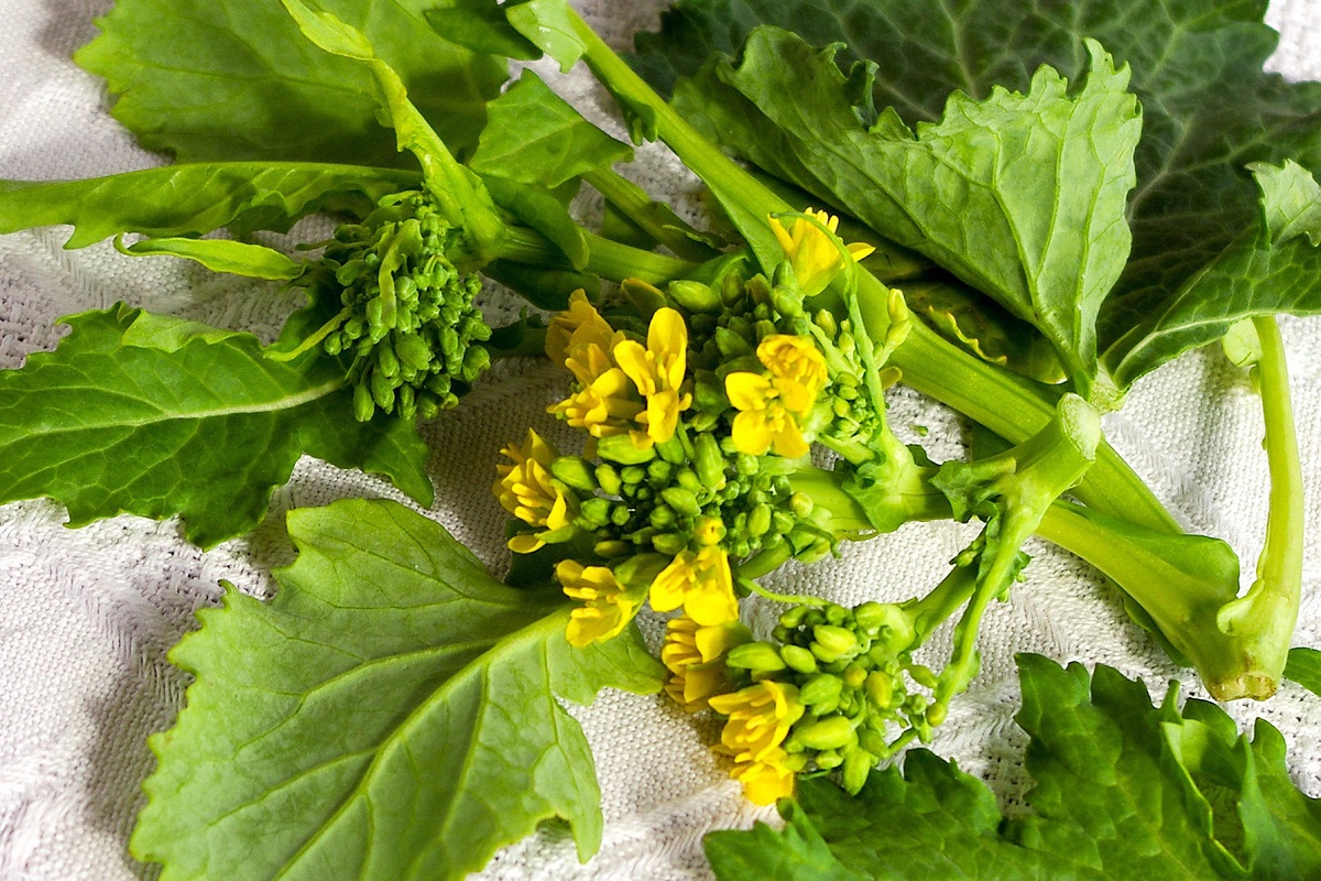 Come coltivare le Cime di Rapa in modo biologico