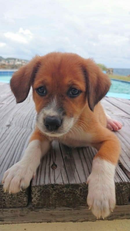 Island dogs on Sint Maarten - St. Maarten Visitor Portal