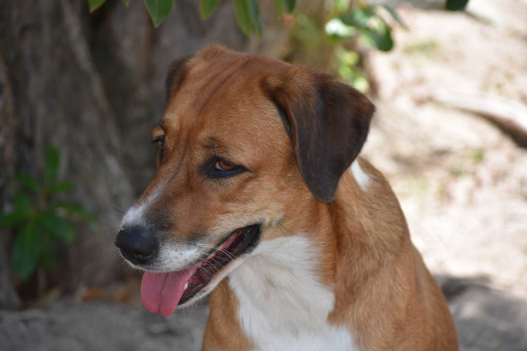 Island dogs on Sint Maarten - St. Maarten Visitor Portal