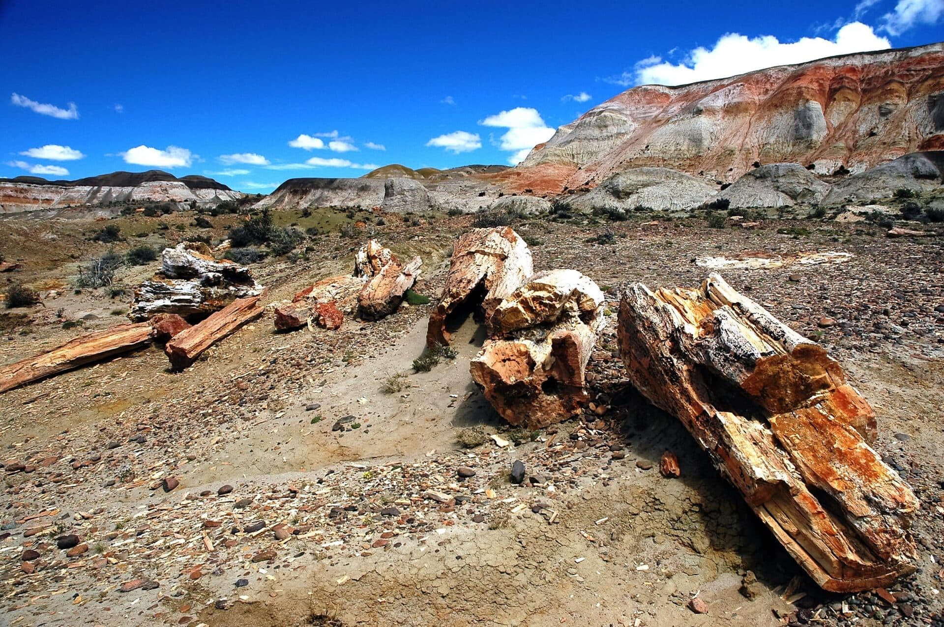 Monumento Natural de los Bosques Petrificados | Salta Free Walks