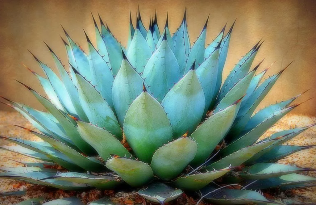 Fructanos y agavinas: estructura, función y aplicación | Salta Free Walks